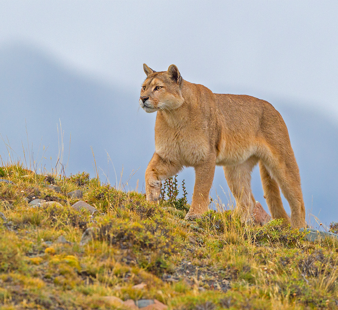 Pumas and Massifs of the Torres del Paine | RoundGlass | Sustain