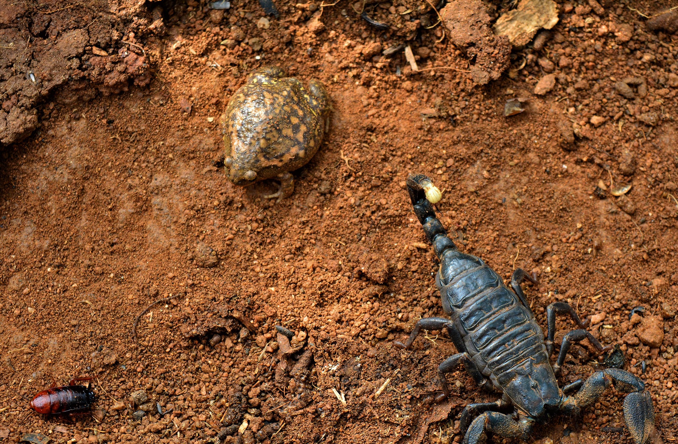 Microhabitats and Other Secrets of Life Under a Rock | RoundGlass | Sustain