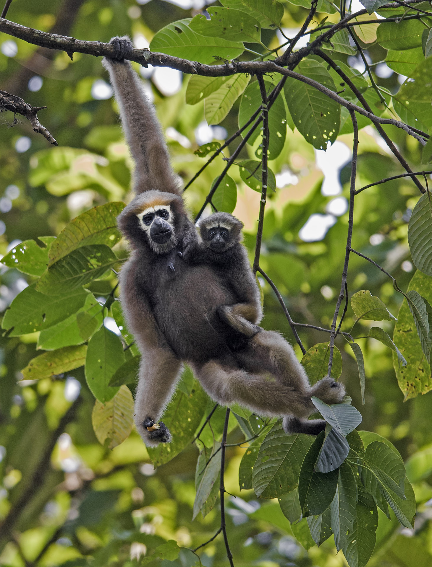 Hoolock Gibbons: Return of the Apes of Northeast India | RoundGlass | Sustain