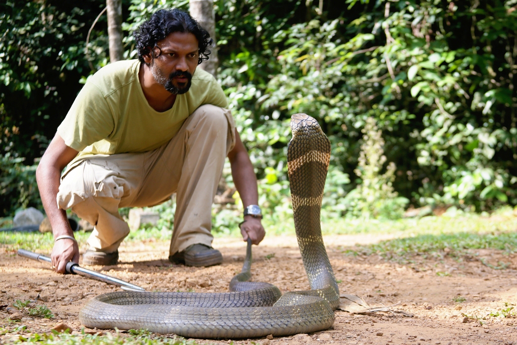 agumbe snakes