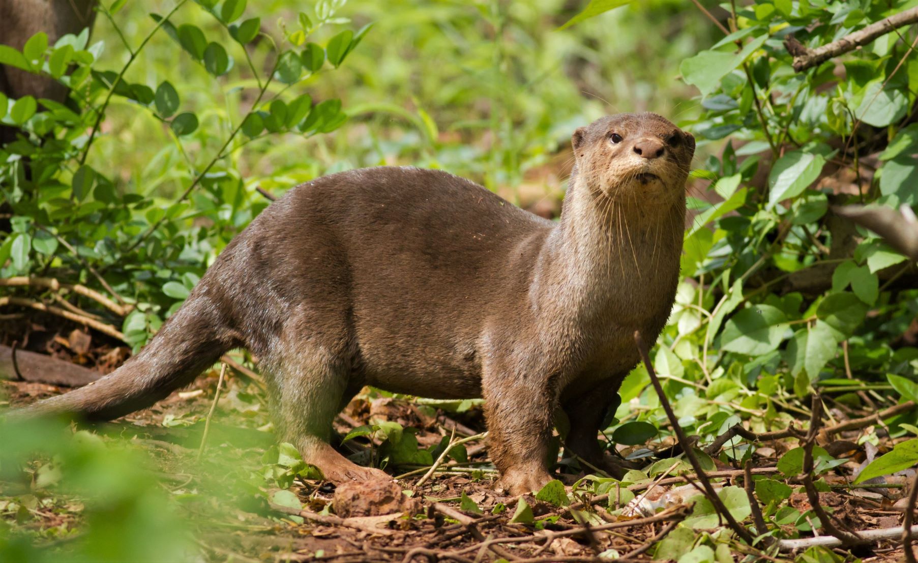 Smooth-Coated Otter: The Unexpected Visitor in Goa’s Mangroves ...