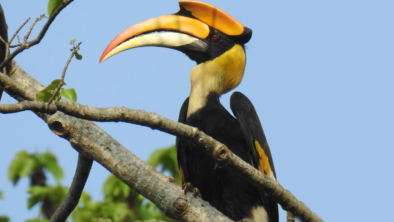do hornbills migrate