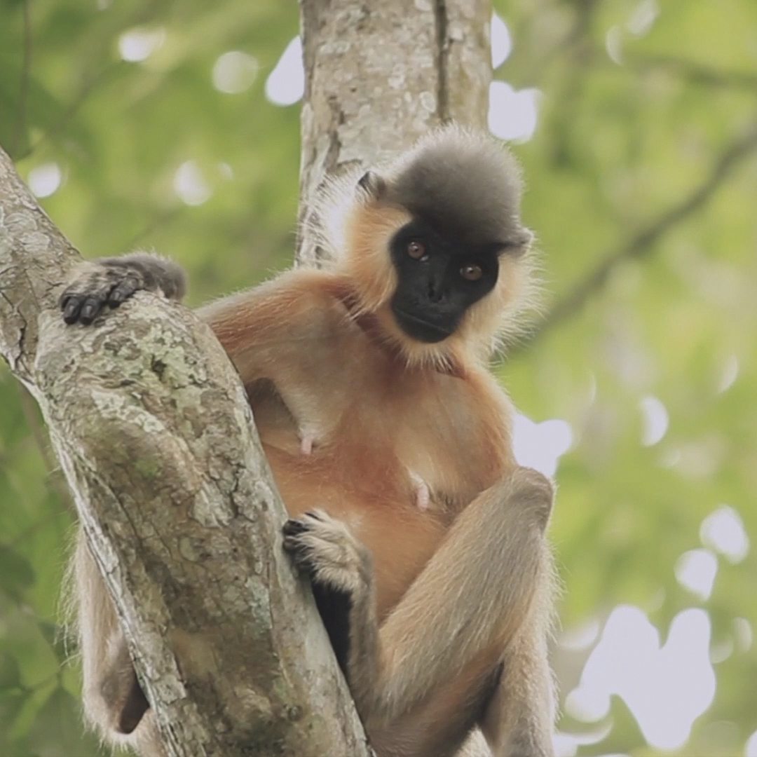 Capped Langur: Facts, diet, habitat | RoundGlass | Sustain