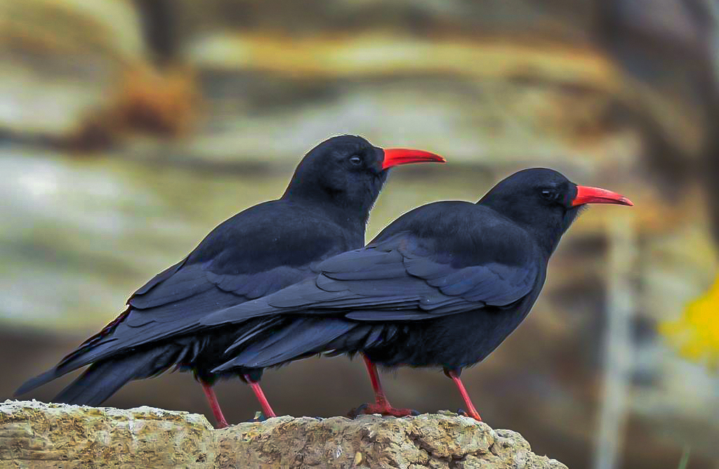 In Fine Feather: Spotting Birds in Ladakh | RoundGlass | Sustain