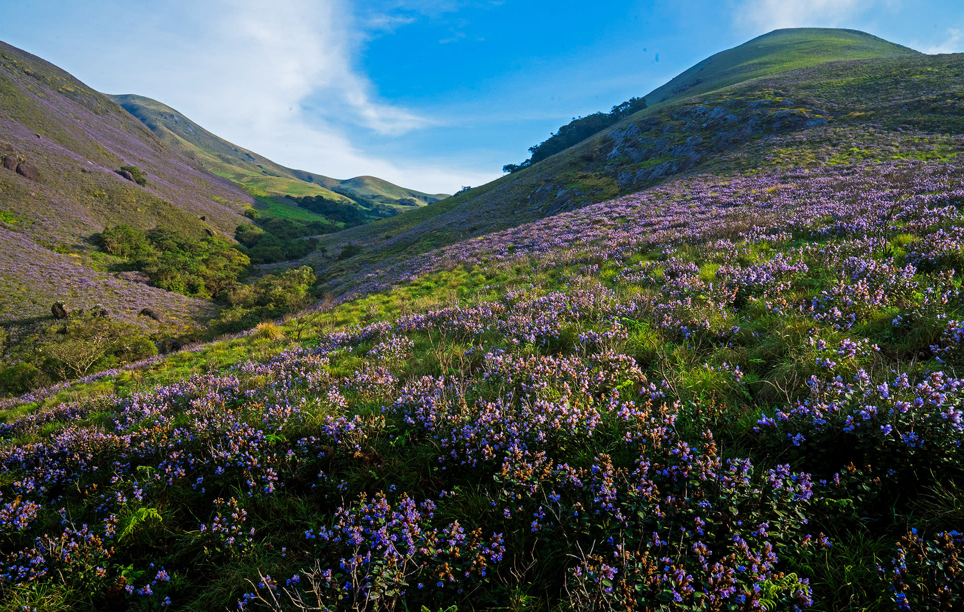 nilgiri flora