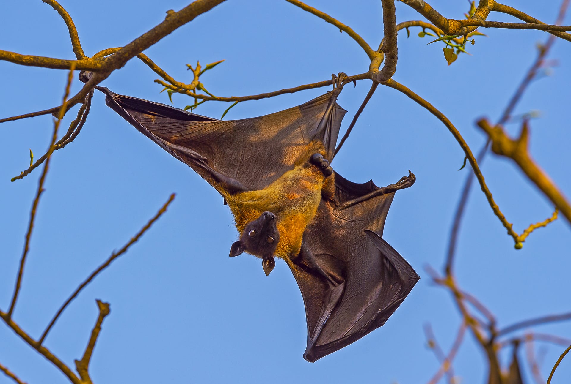 flying fox size comparison