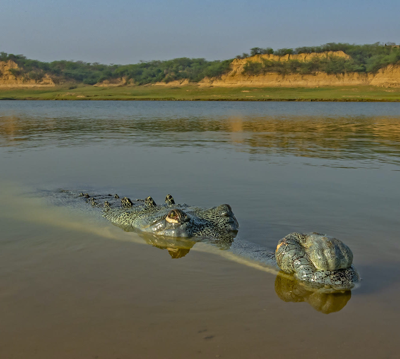 gharial croc