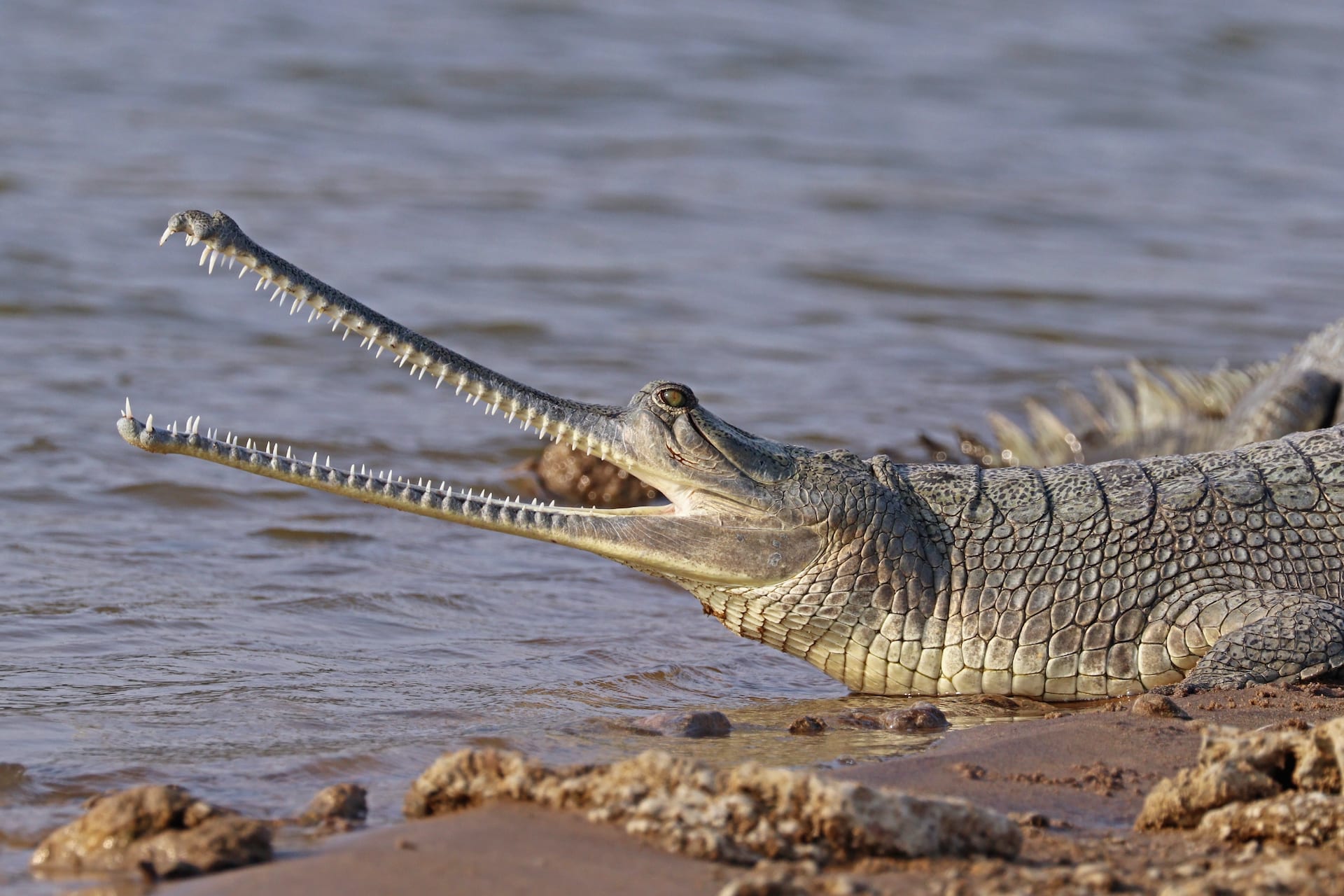 Gharials Make a Comeback in Punjab