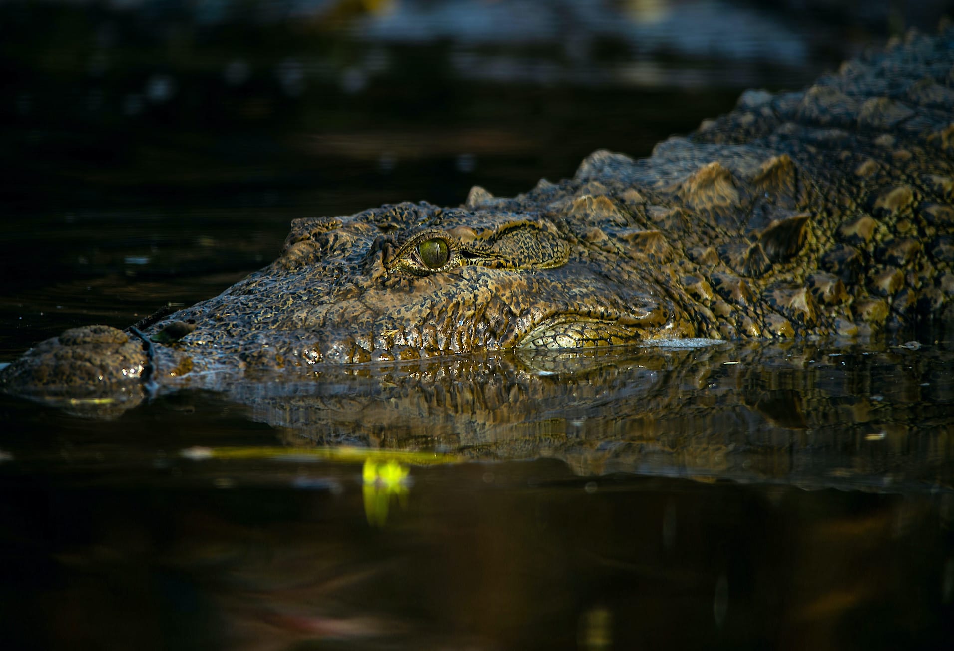 marsh crocodile