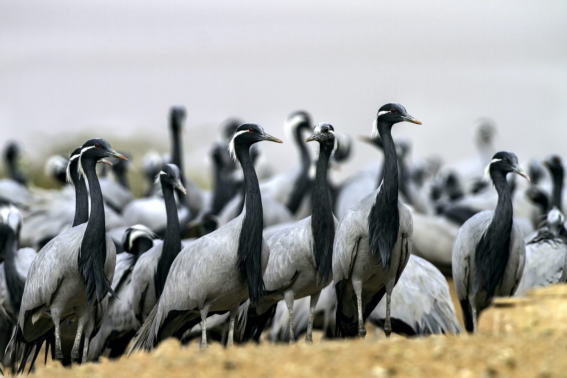 siberian crane bird migration