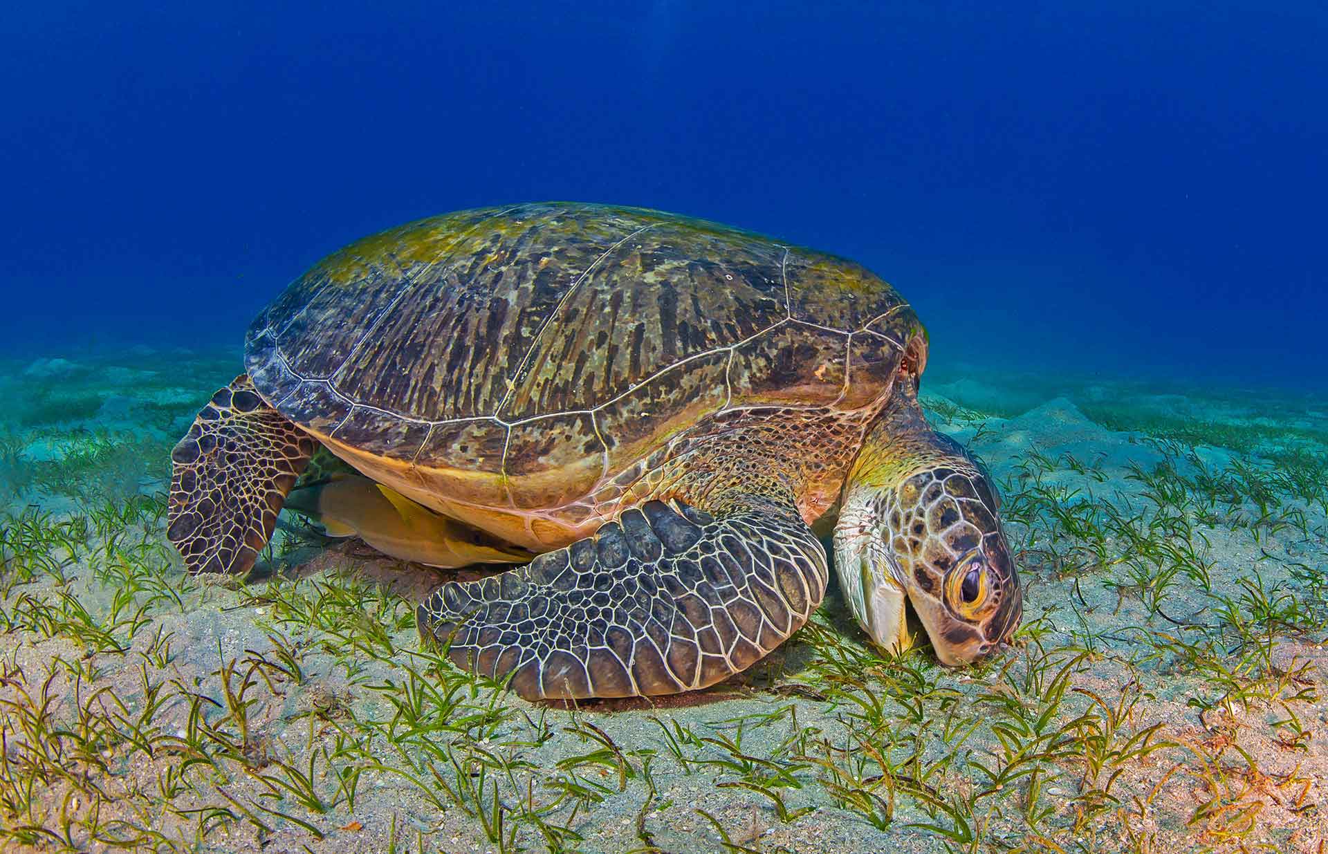 The Conservation Paradox Missing The Meadows For The Green Turtles Roundglass Sustain