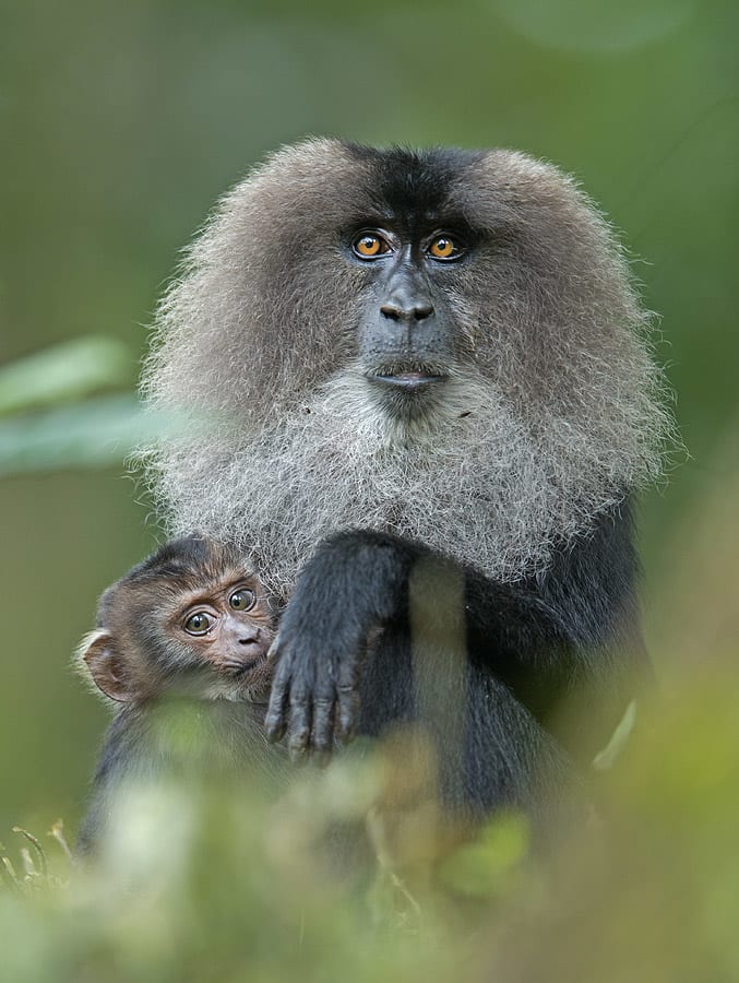 Lion Tailed Macaque Monkey Lion Tailed Macaque Our Beautiful Wall Art