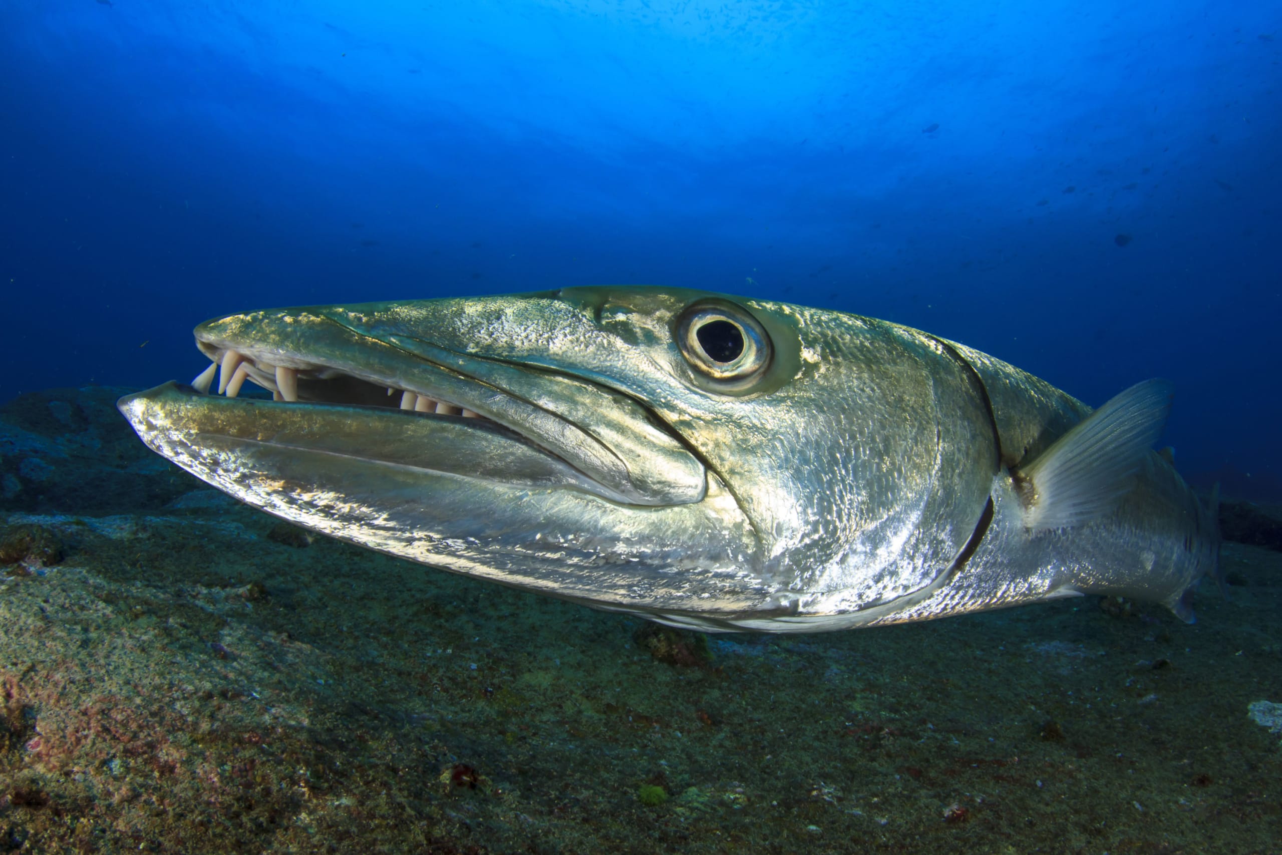 Giant Barracuda
