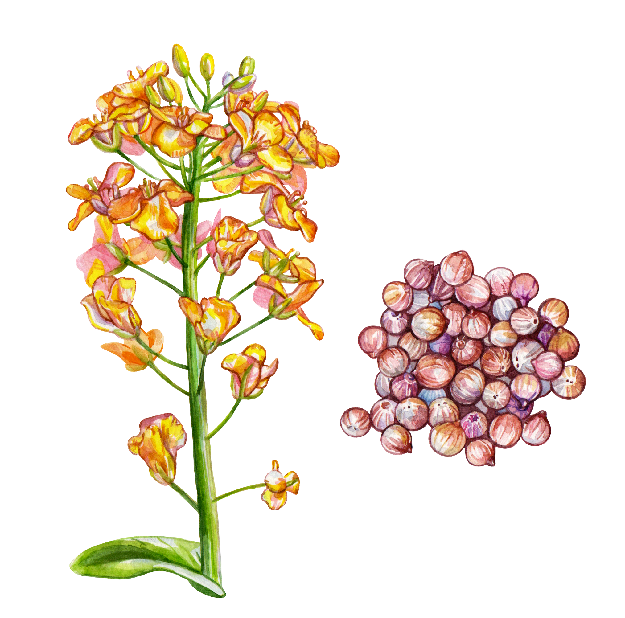 Mustard Seed Plant Drawing