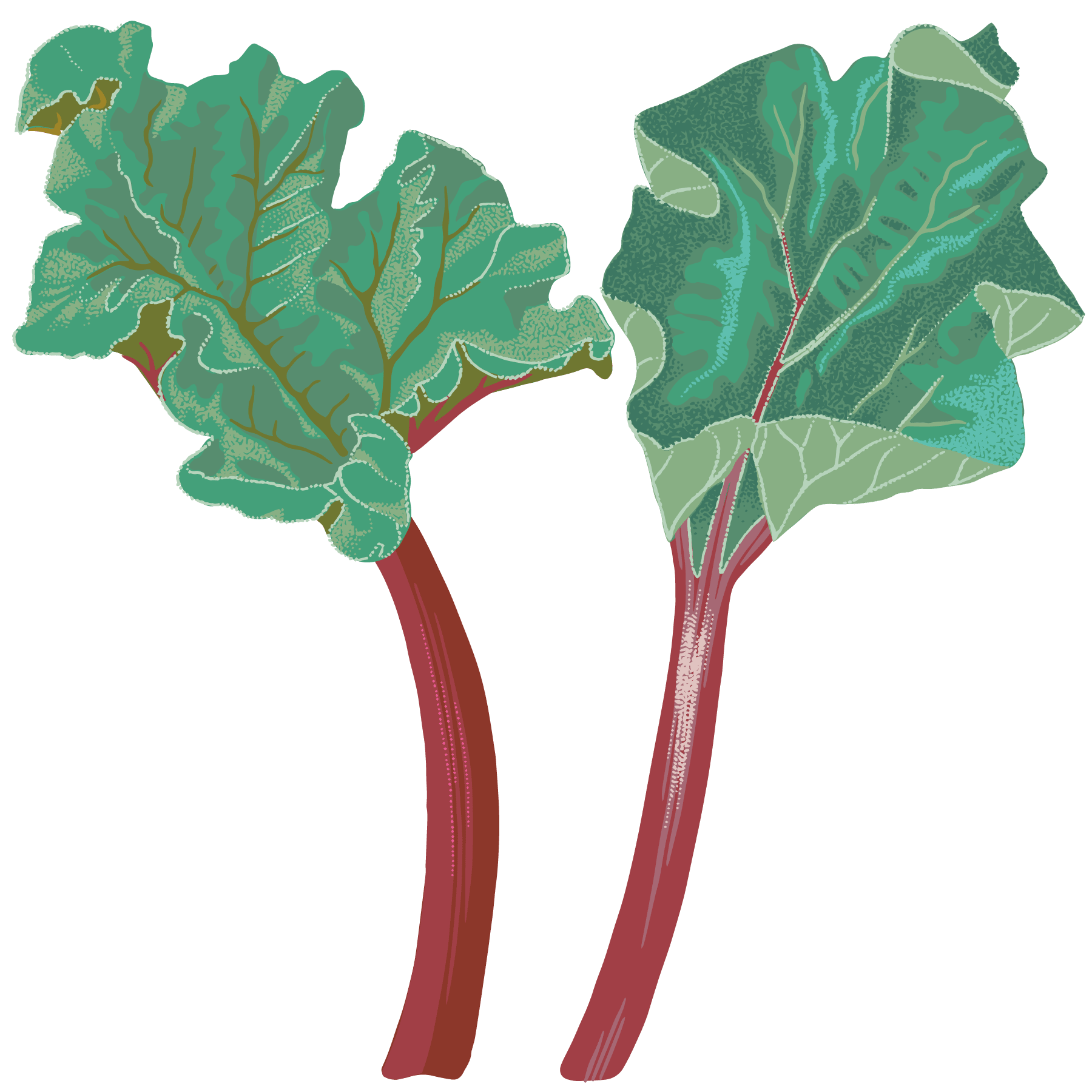 Rhubarb Drawing