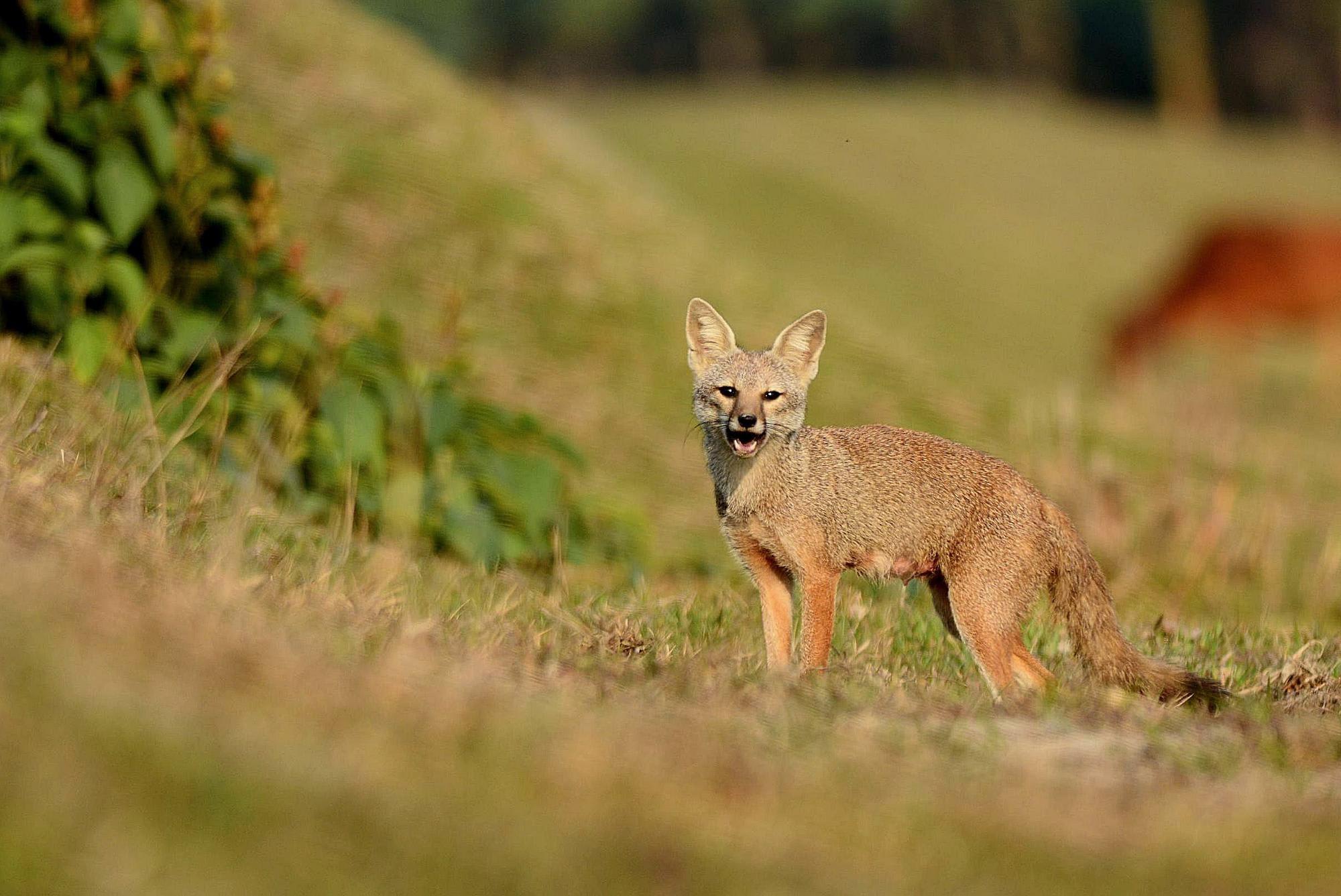 Bengal Domesticated Fox Fox | Species, Habitat, Behavior, & Facts