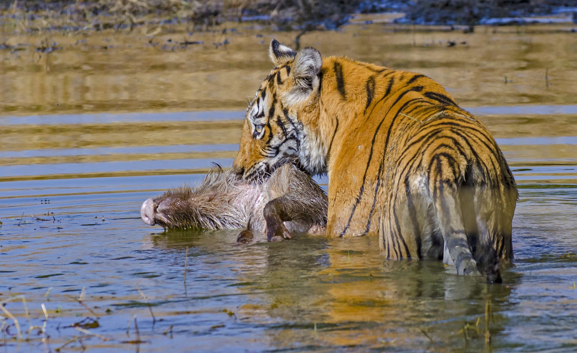 Dhole Vs Tiger