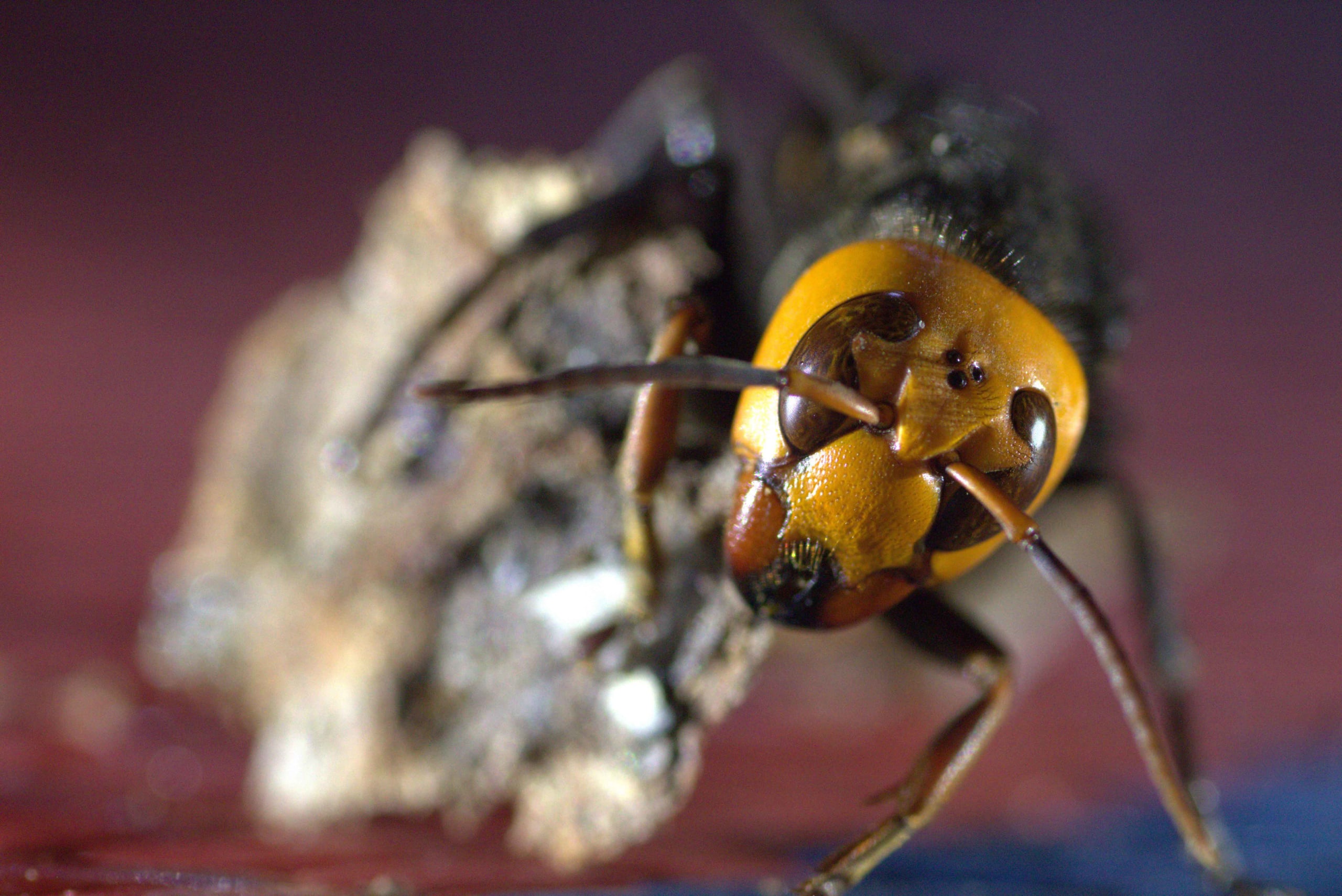 Asian Giant Hornet Sting