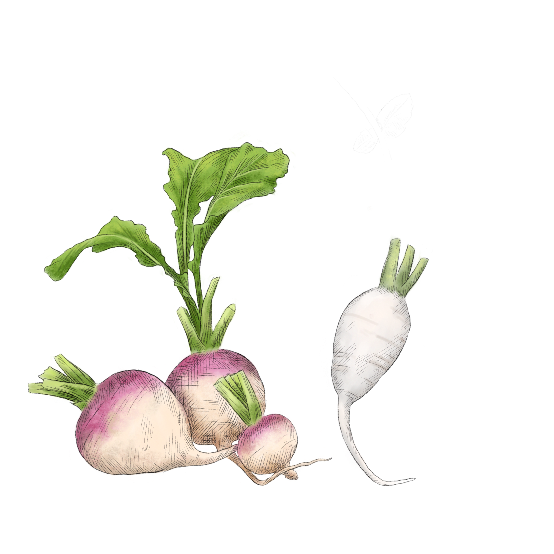 How To Draw A Turnip Step By Step
