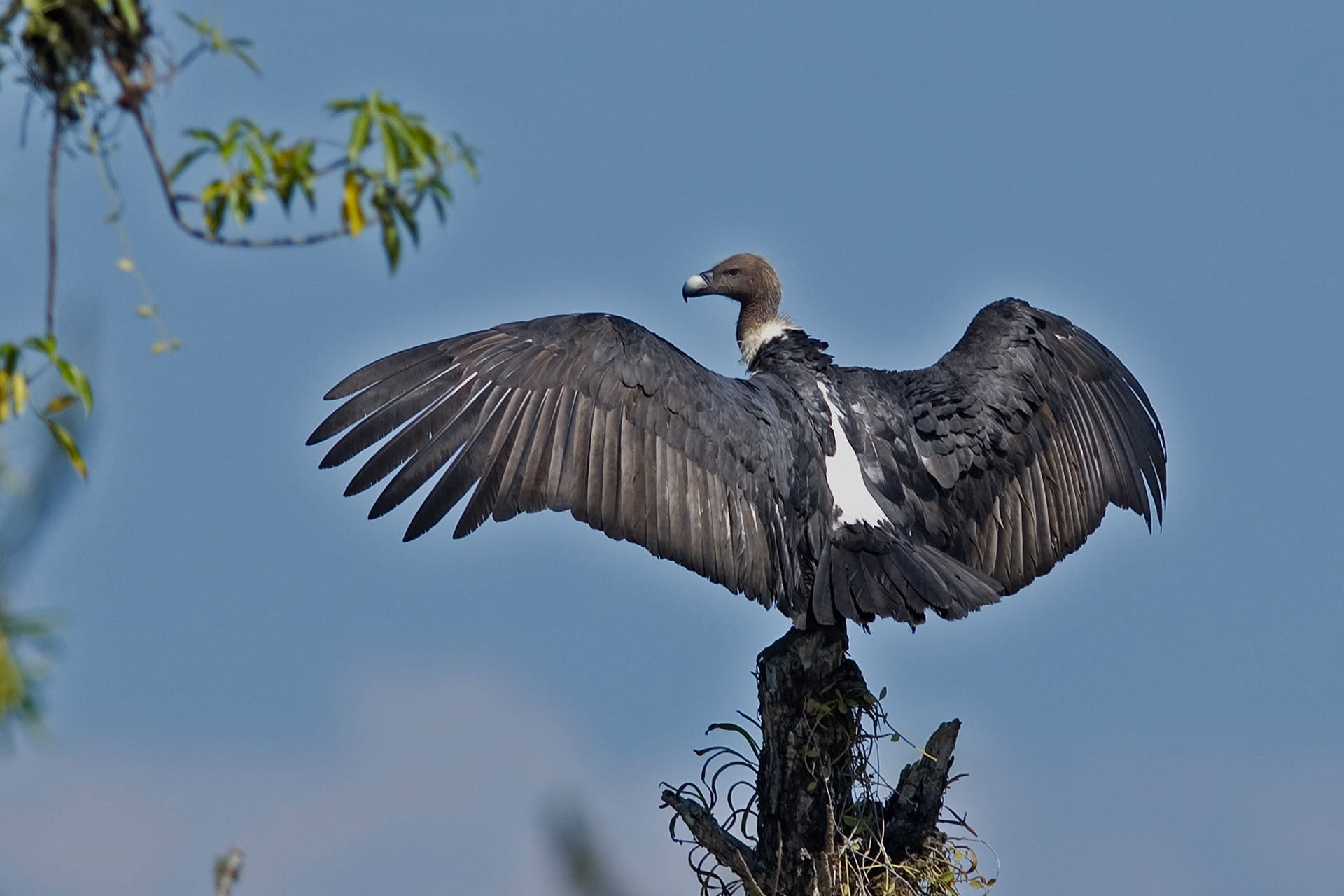 White Rumped Vulture White Rumped Vulture (Gyps Bengalensis) By Nikhil