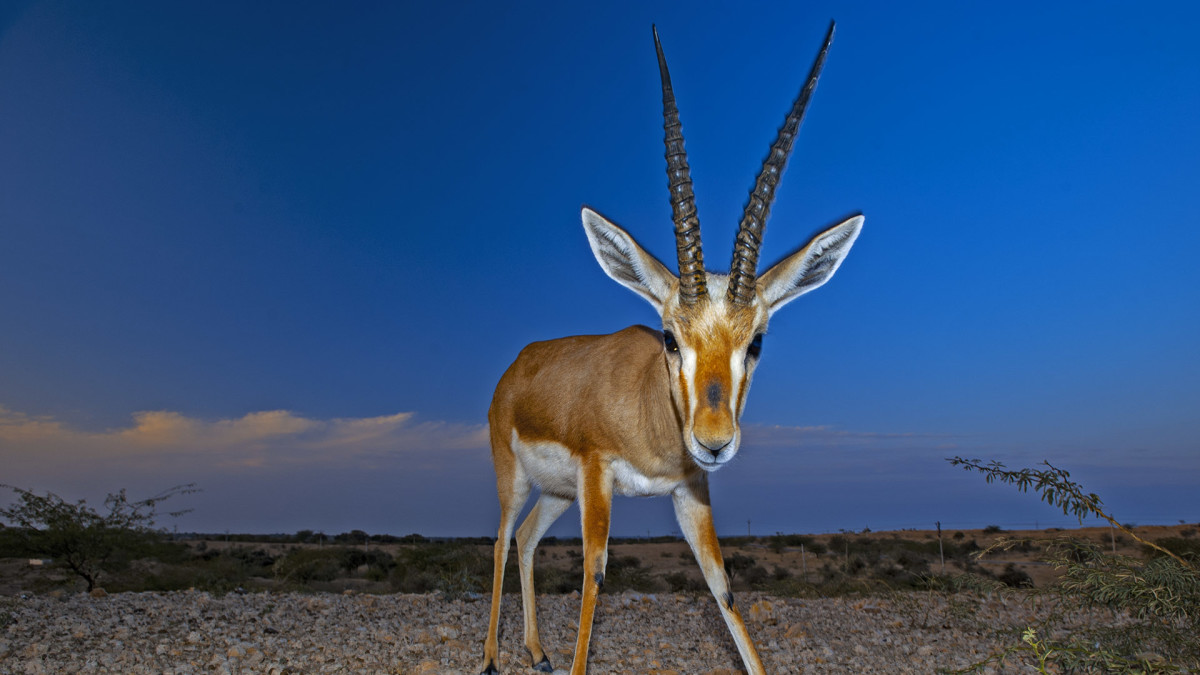 Chinkara: Facts, Diet, Habitat