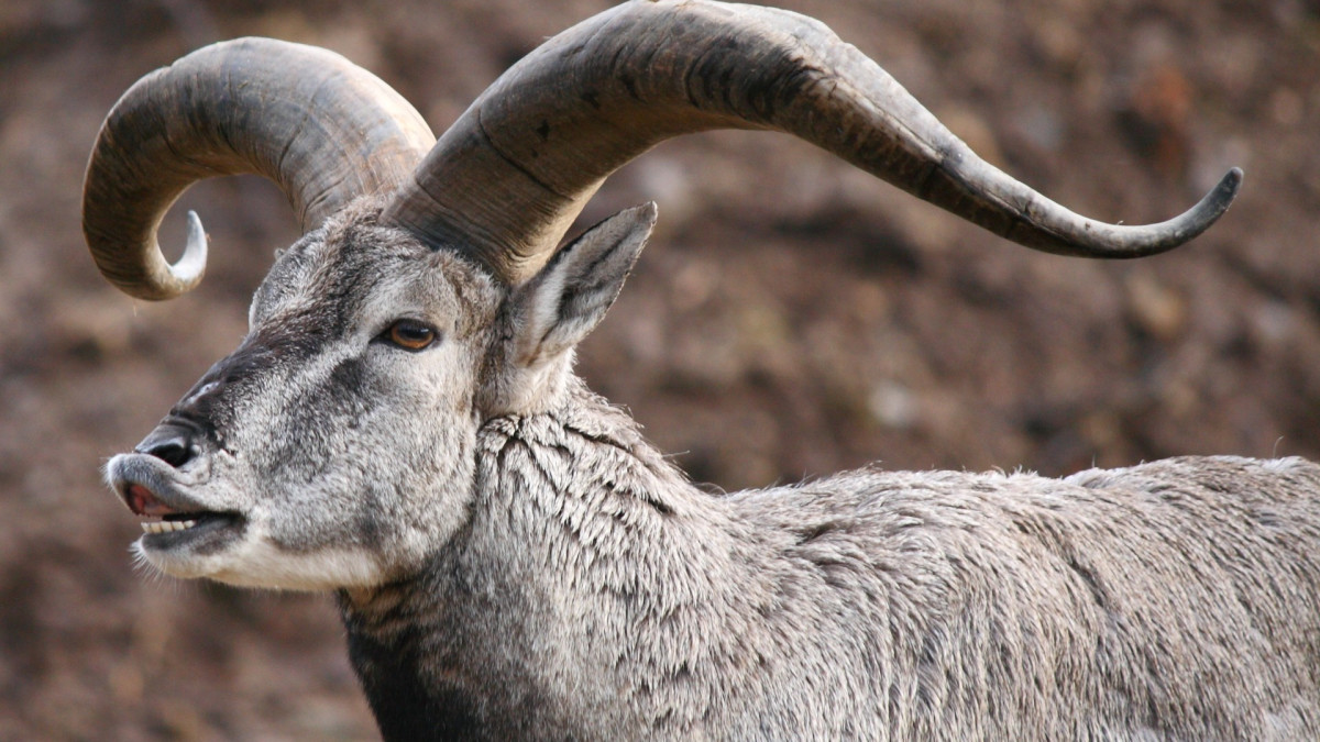 Himalayan Blue Sheep Female With Cub (Pseudois Nayaur) Aka Himalayan