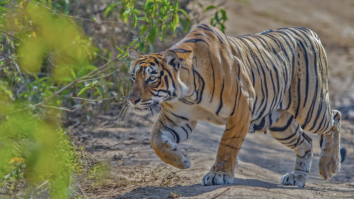 Bengal Tiger: Facts, Teeth, Habitat, Threats