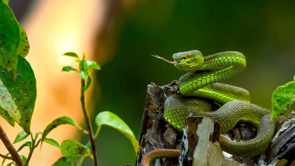 Spot-tailed Pit Viper: The Covert Operator of Coringa