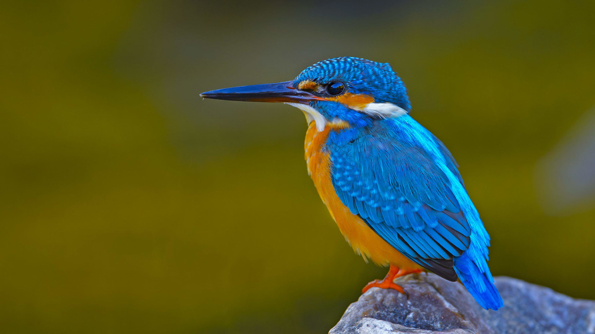 kingfisher migration