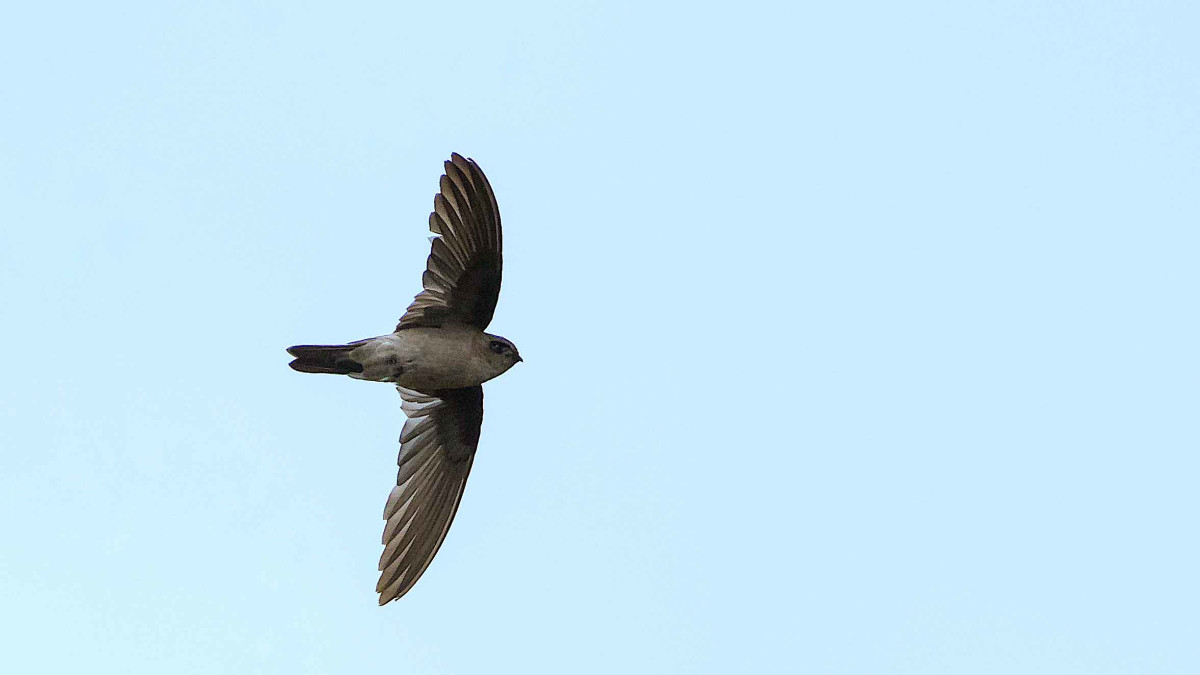 Edible Swiftlet Nest Edible Nest Swiftlet — Famous For Bird's Nest