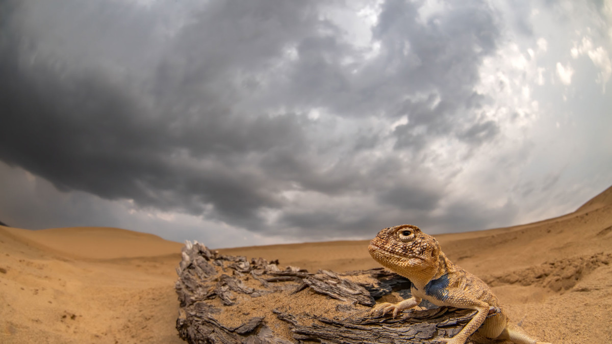 Rajasthan Toad-headed Agama: Master of the Shifting Sands