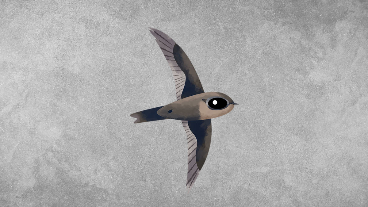 Indian Swiftlet: Facts, Diet, Habitat