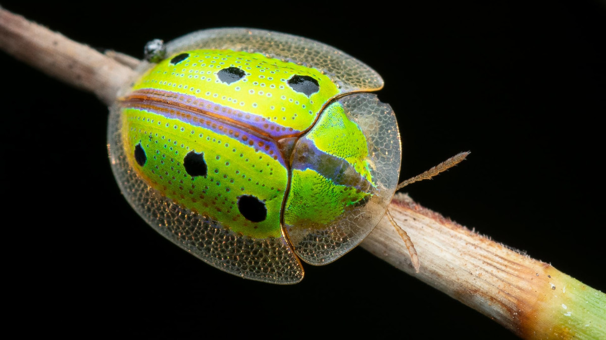 Gold Skinned Beetle