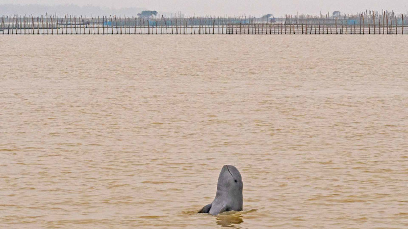 All about Irrawaddy dolphin