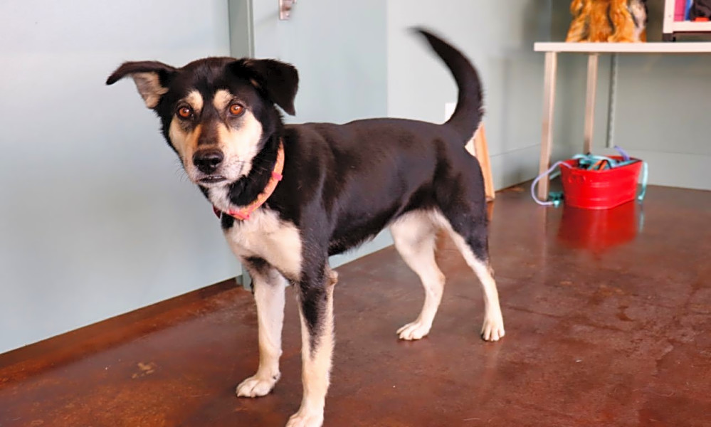 These San Antonio-based dogs are up for adoption and in need of a good home