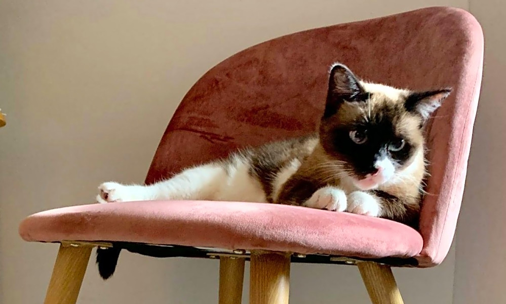 These Chicago-based felines are up for adoption and in need of a good