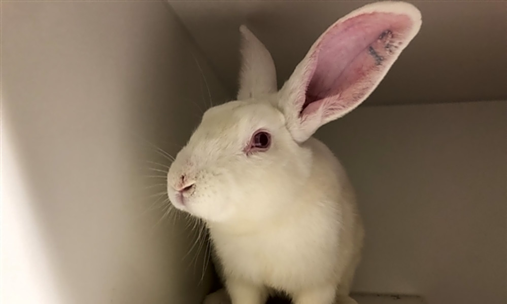These New York City-based rabbits are up for adoption and in need of a