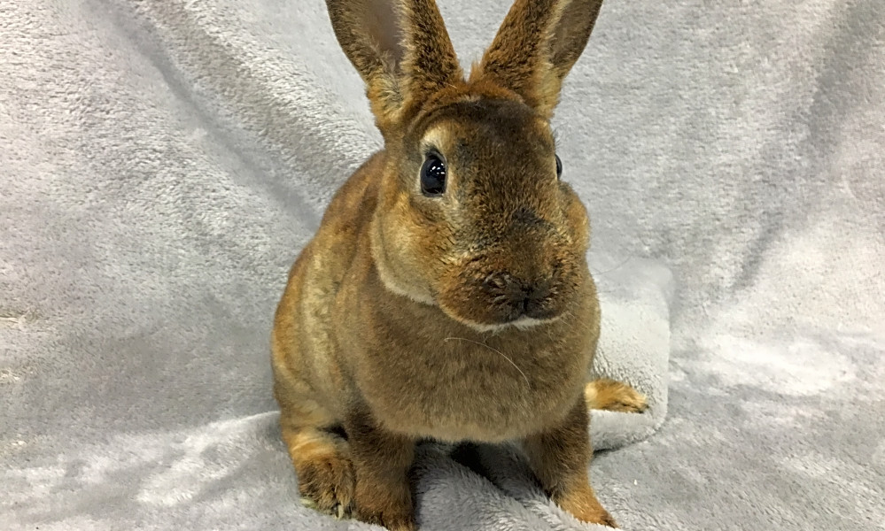 These Sacramento-based rabbits are up for adoption and in need of a