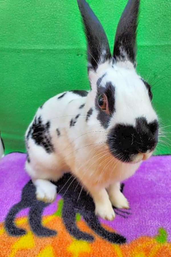 7 lovable rabbits to adopt in San Diego
