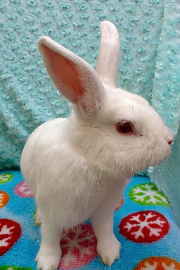 7 lovable rabbits to adopt in San Diego