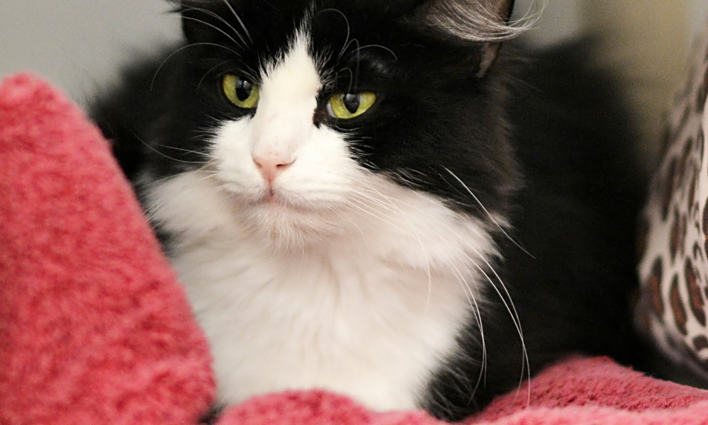 These Denver-based cats are up for adoption and in need of good homes