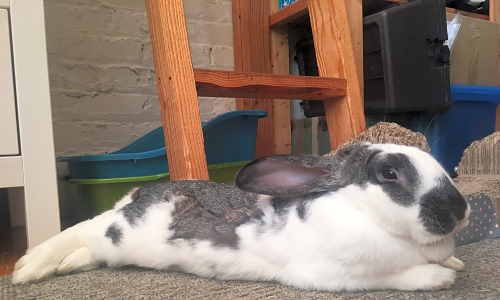 These New York City-based rabbits are up for adoption and in need of a