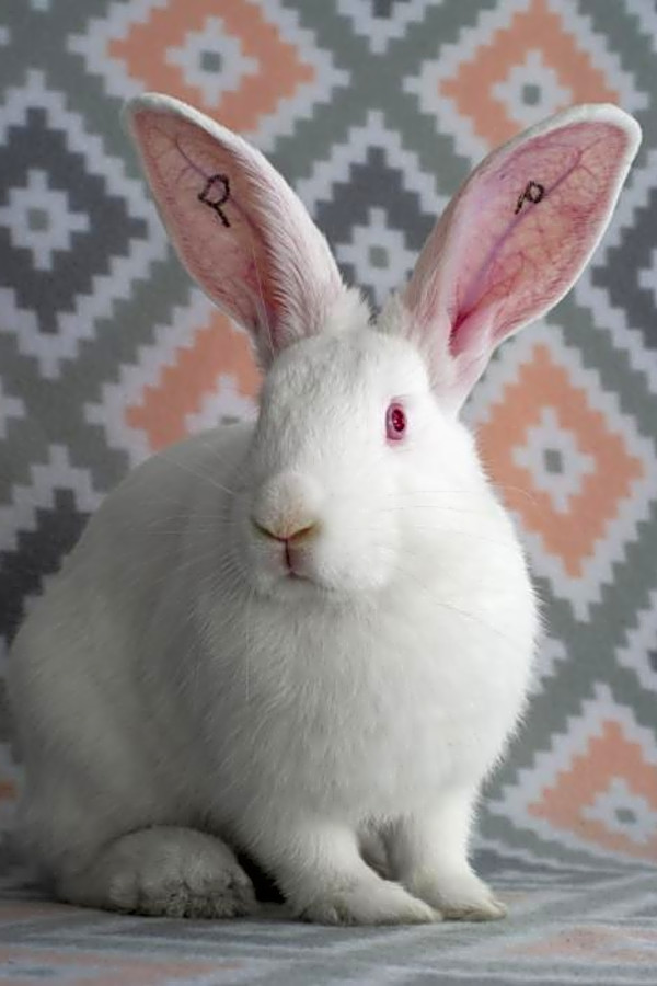 7 lovable rabbits to adopt in San Diego