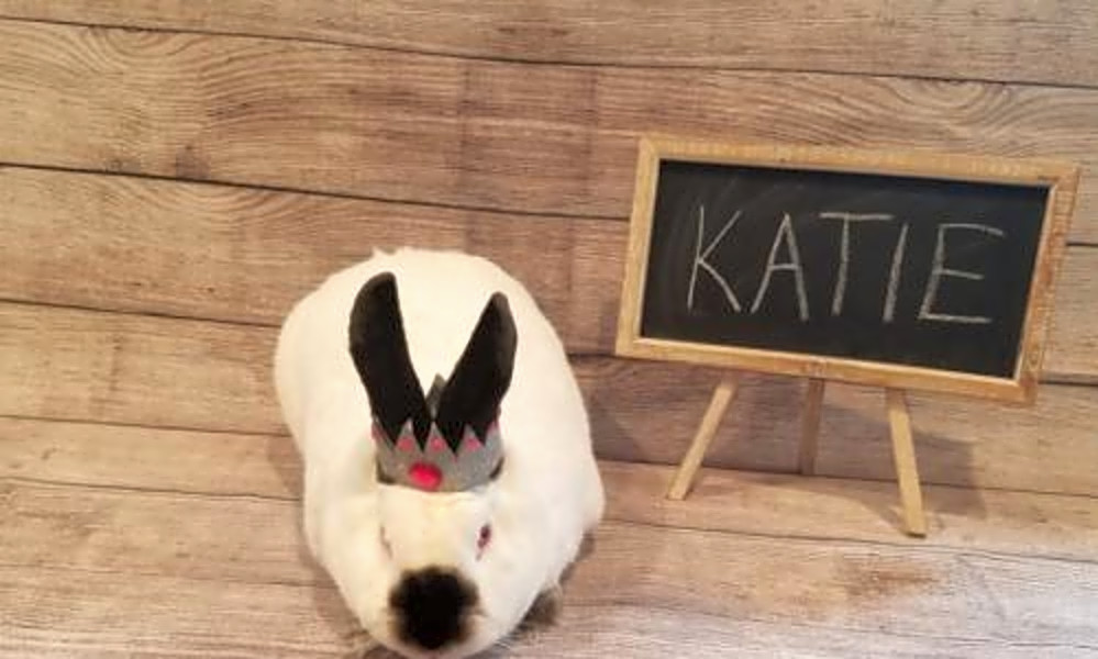 Rabbits in Columbus looking for their fur-ever homes