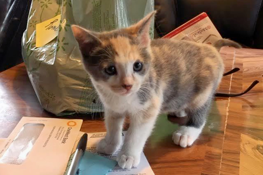 Kittens in Long Beach looking for their fur-ever homes