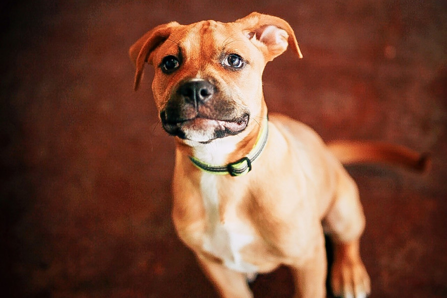 Cuteness overload: 7 eager puppies to adopt now in and around San
