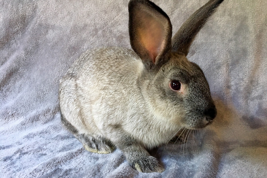 Your daily dose of cute: 7 charming pets to adopt now in Sacramento