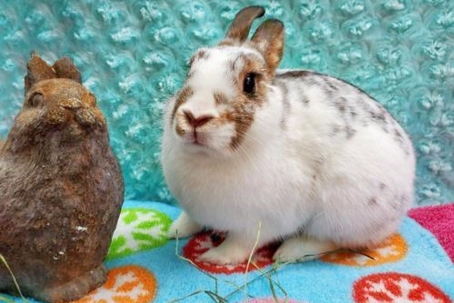Rabbits in San Diego looking for their furr-ever homes