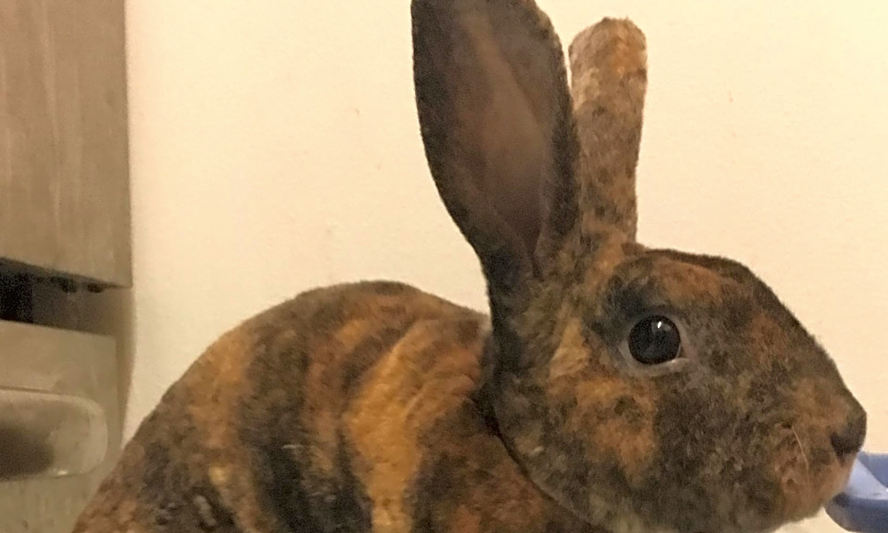 These New York City-based rabbits are up for adoption and in need of a