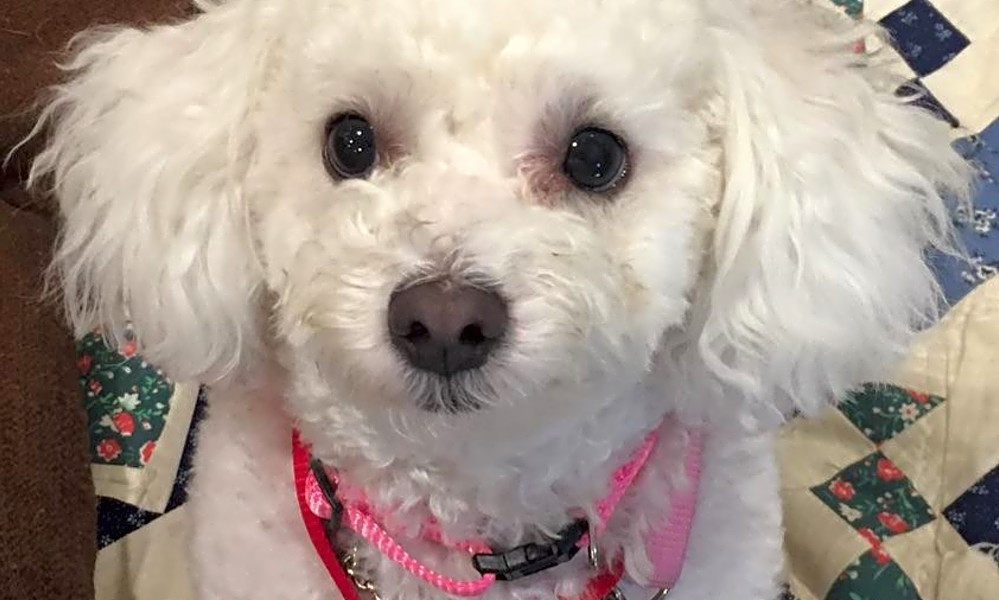 5 delightful doggies to adopt now in Santa Ana